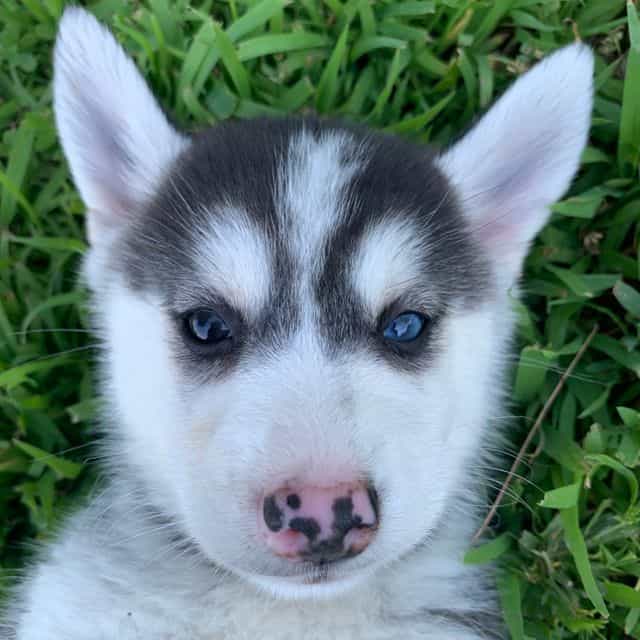 Miniature Husky Puppies for Sale | MawooPets.com