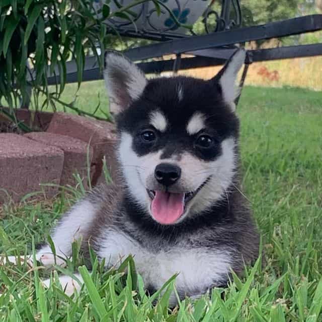 Miniature Husky Puppies for Sale | MawooPets.com