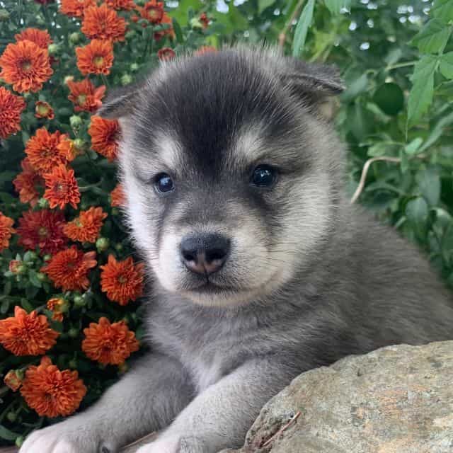 Miniature Husky Puppies for Sale | MawooPets.com