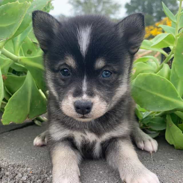 Miniature Husky Puppies for Sale | MawooPets.com