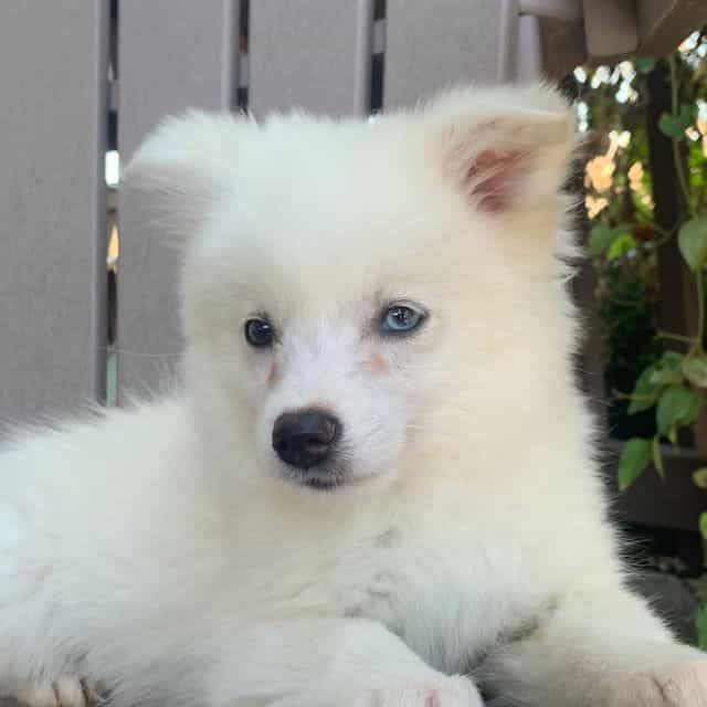 Miniature Husky Puppies for Sale | MawooPets.com