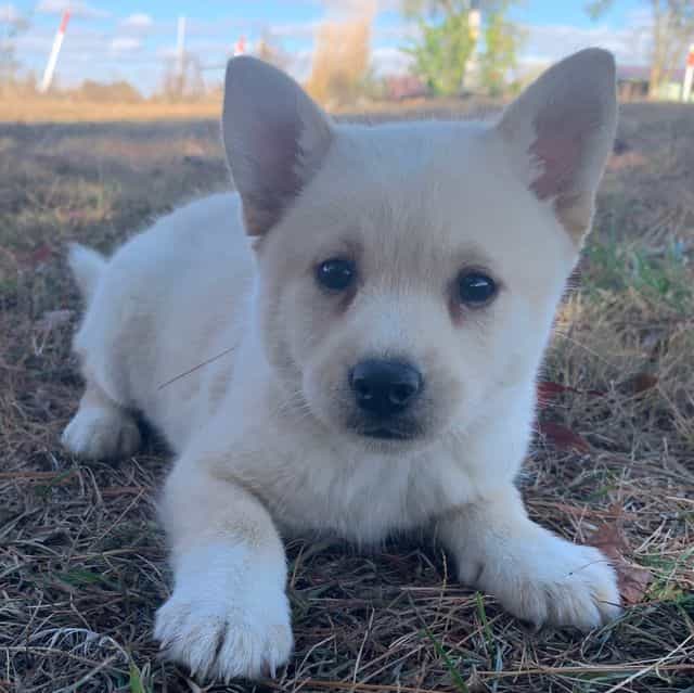 Miniature Husky Puppies for Sale | MawooPets.com