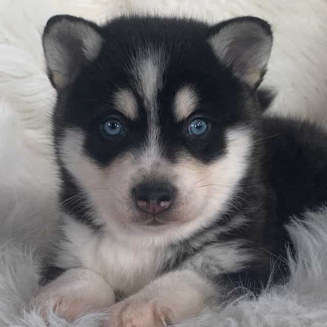 Miniature Husky Puppies for Sale | MawooPets.com