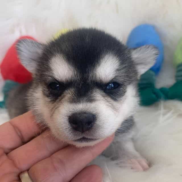 Miniature Husky Puppies for Sale | MawooPets.com