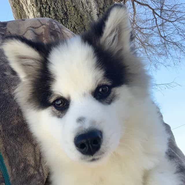 Miniature Husky Puppies for Sale | MawooPets.com