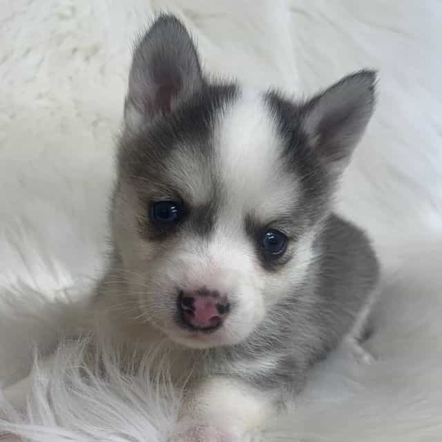 Miniature Husky Puppies for Sale | MawooPets.com