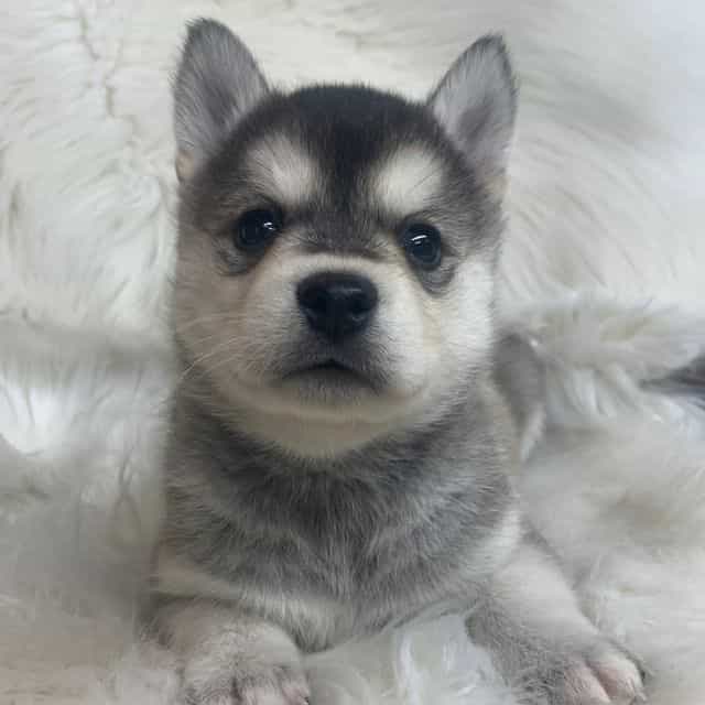 Miniature Husky Puppies for Sale | MawooPets.com