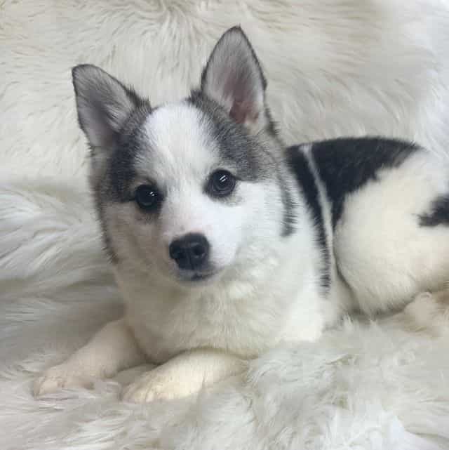 Miniature Husky Puppies for Sale | MawooPets.com