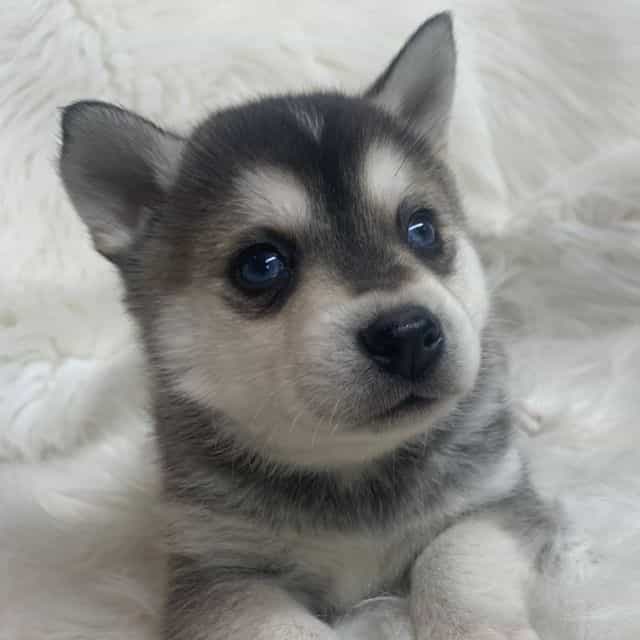 Miniature Husky Puppies for Sale | MawooPets.com