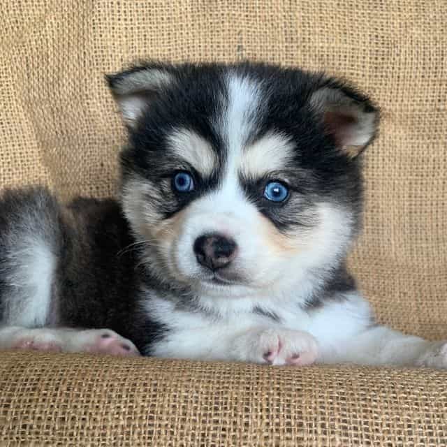 Miniature Husky Puppies for Sale | MawooPets.com