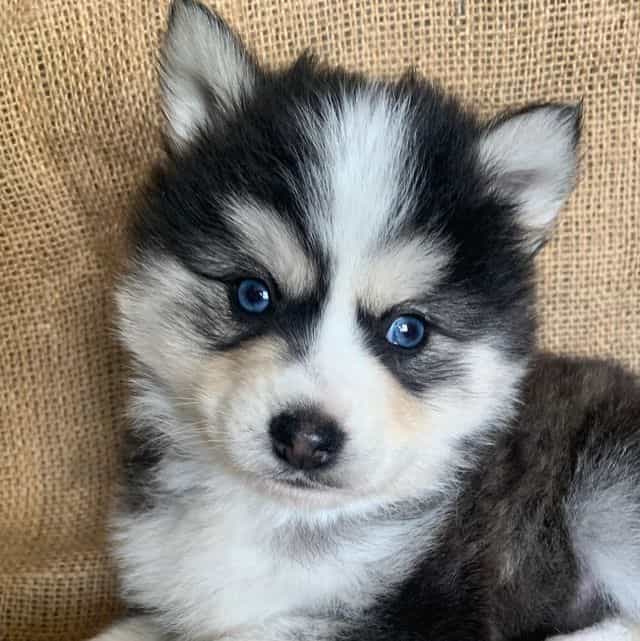 Miniature Husky Puppies for Sale | MawooPets.com