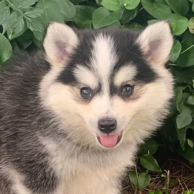 Miniature Husky Puppies for Sale | MawooPets.com