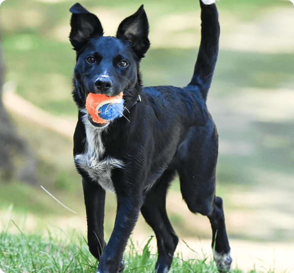 Shollie Puppies for Sale | MawooPets.com