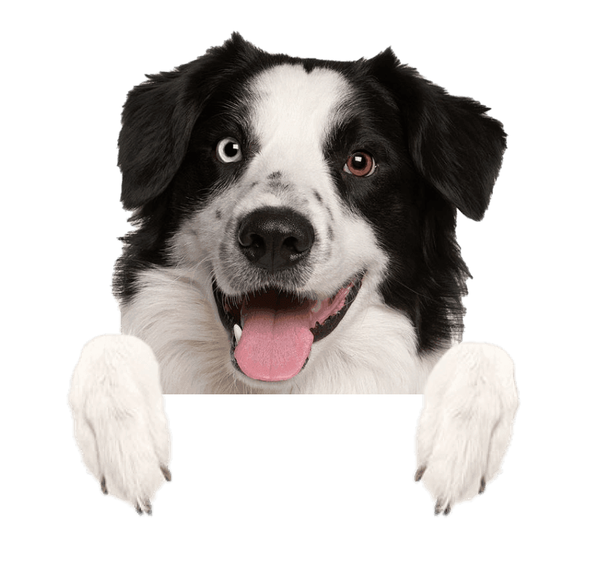 Mawoo Pets: Adorable Puppies from Caring Breeders