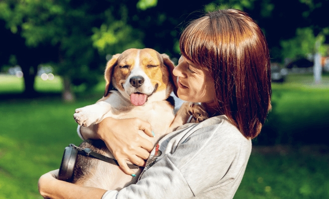 Affordable Puppies for Sale Under $1000 | MawooPets.com