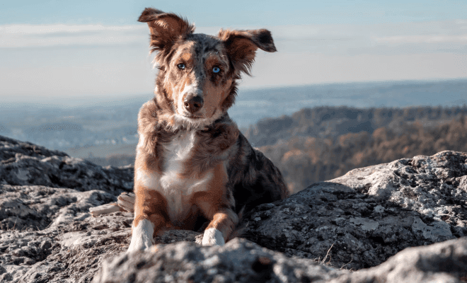 Affordable Puppies for Sale Under $1000 | MawooPets.com