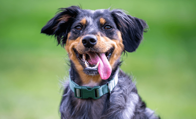 Affordable Puppies for Sale Under $1000 | MawooPets.com