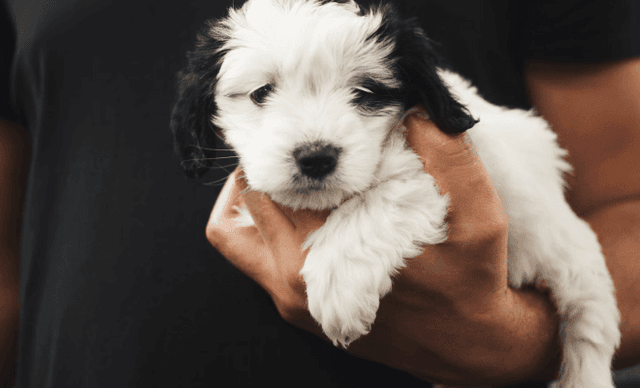 Affordable Puppies for Sale Under $1000 | MawooPets.com