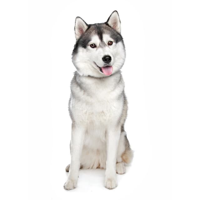 Wooly sable male | Siberian Husky Boy | Puppy ID 14225