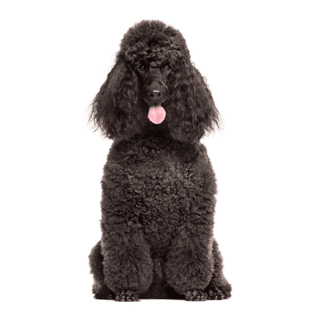 Milo | Poodle Boy | Puppy ID 5772