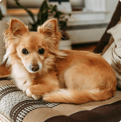 Paperanian Puppies for Sale | MawooPets.com