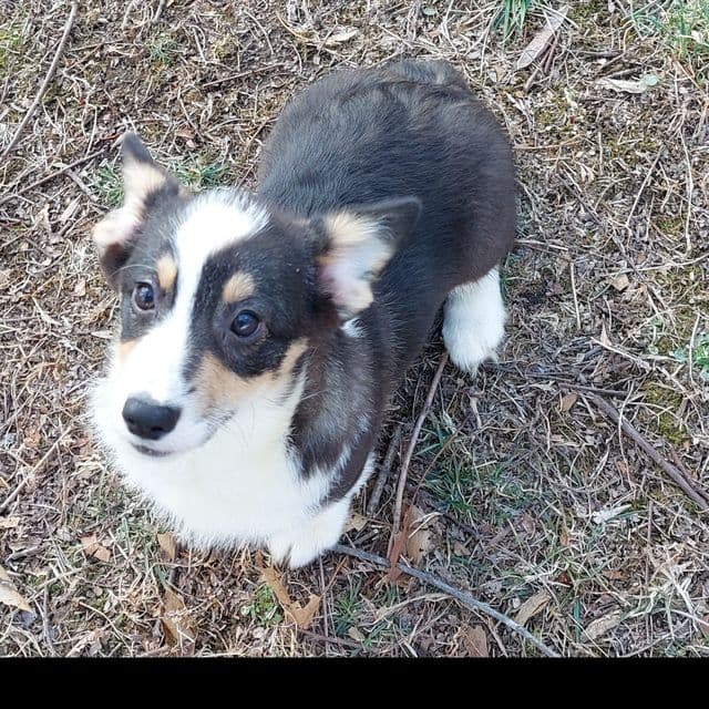 Mawoo Pets: Adorable Puppies from Caring Breeders