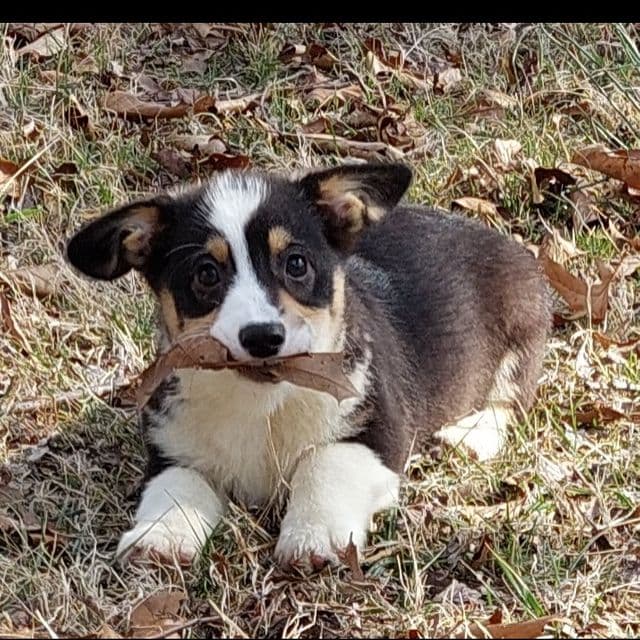 Mawoo Pets: Adorable Puppies from Caring Breeders