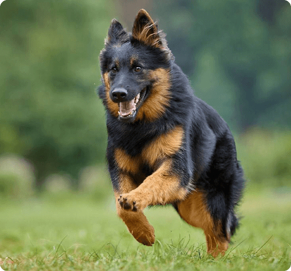 Bohemian Shepherd Puppies for Sale | MawooPets.com