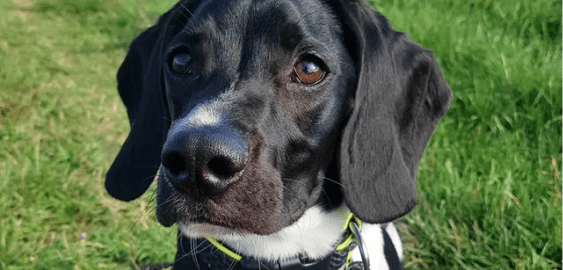 Bocker Puppies for Sale | MawooPets.com