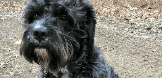 Boxerdoodle Puppies for Sale | MawooPets.com