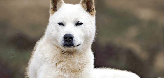 Korean Jindo Dog Puppies for Sale | MawooPets.com