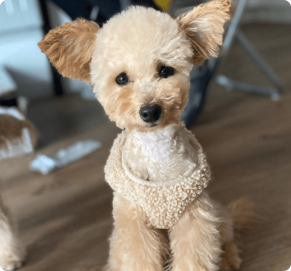 Papipoo Puppies for Sale | MawooPets.com