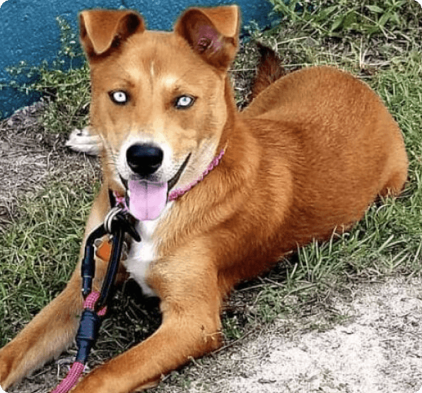 Pitsky Puppies for Sale | MawooPets.com