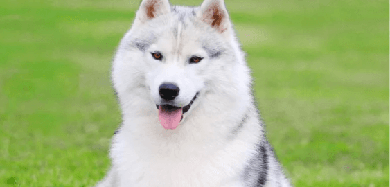 Samusky Puppies for Sale in Connecticut | MawooPets.com