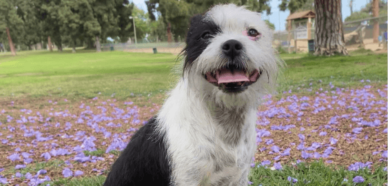 BoShih Puppies for Sale | MawooPets.com