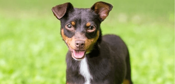 Chipin Puppies for Sale | MawooPets.com