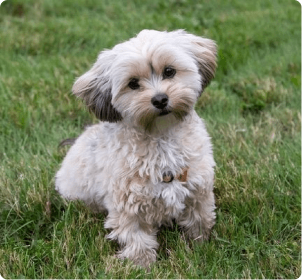 Yorkie Bichon Mix Puppies for Sale | MawooPets.com