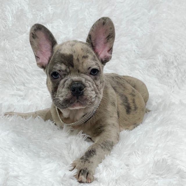 Mawoo Pets: Adorable Puppies from Caring Breeders