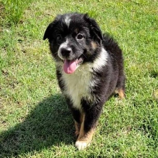 Aussiepom Puppies for Sale | MawooPets.com