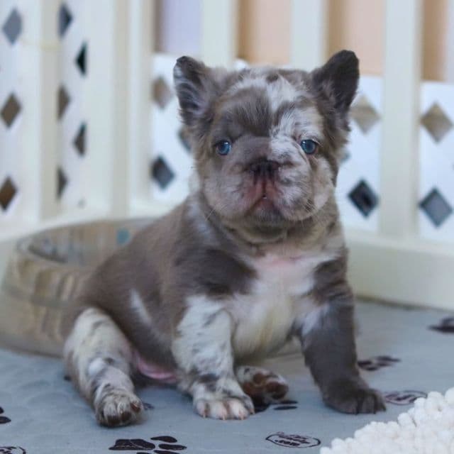 Mawoo Pets: Adorable Puppies from Caring Breeders