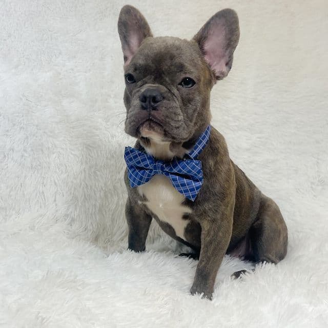 Mawoo Pets: Adorable Puppies from Caring Breeders