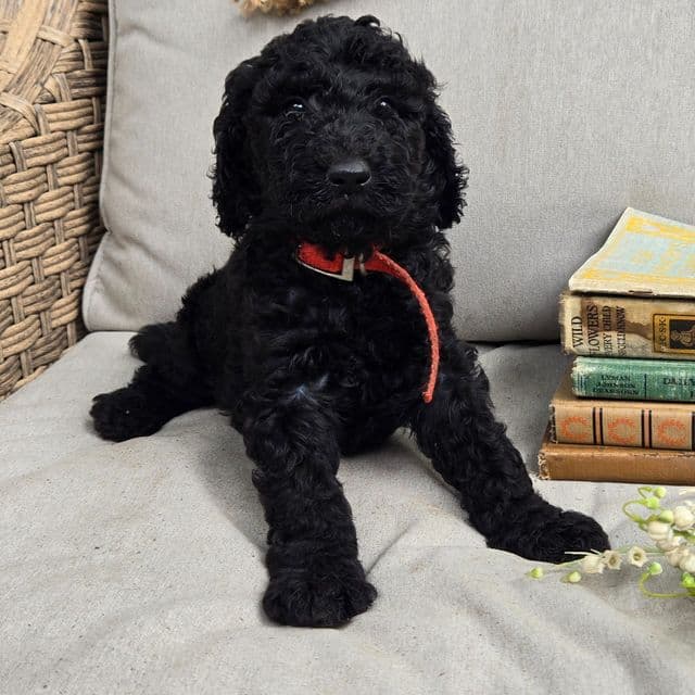 Mawoo Pets: Adorable Puppies from Caring Breeders