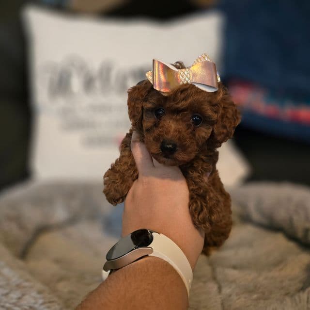 Mawoo Pets: Adorable Puppies from Caring Breeders