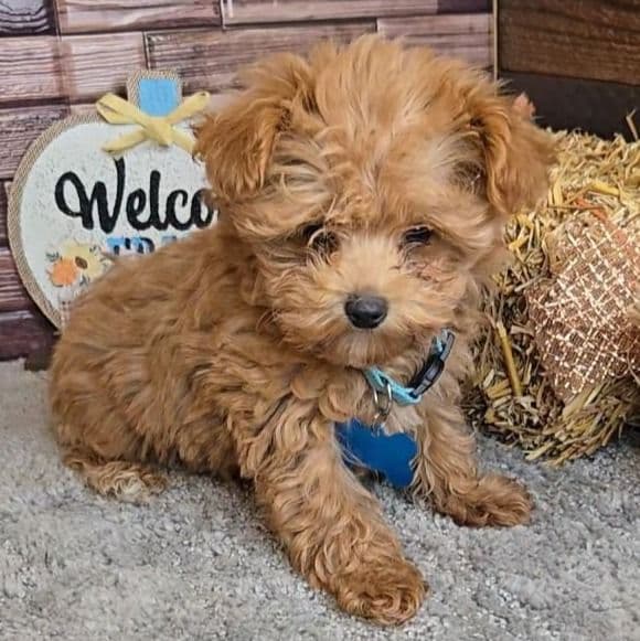 Mawoo Pets: Adorable Puppies from Caring Breeders