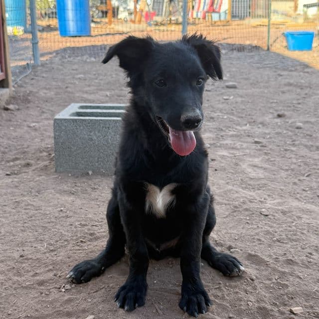 Why Do Australian Shepherds Have Blue Eyes? - MawooPets.com