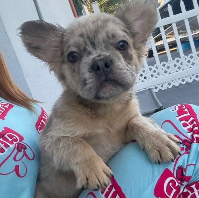 Mawoo Pets: Adorable Puppies from Caring Breeders