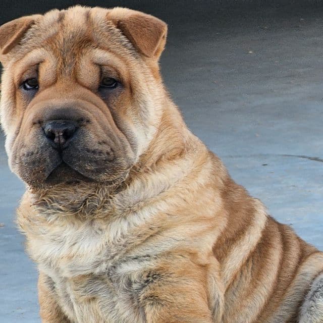 Miniature Shar-Pei Puppies for Sale | MawooPets.com