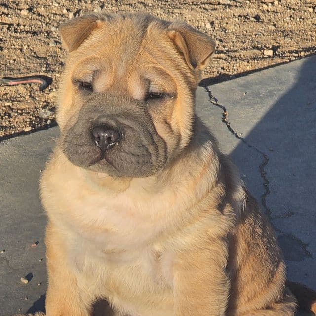 Miniature Shar-Pei Puppies for Sale | MawooPets.com