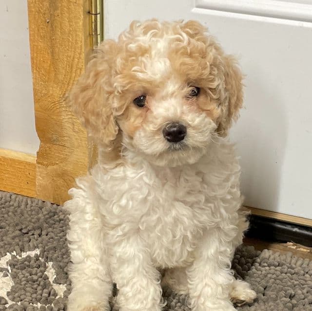 Pros and Cons of Toy Poodles - MawooPets.com