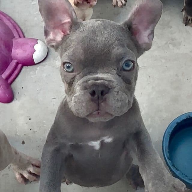 Mawoo Pets: Adorable Puppies from Caring Breeders